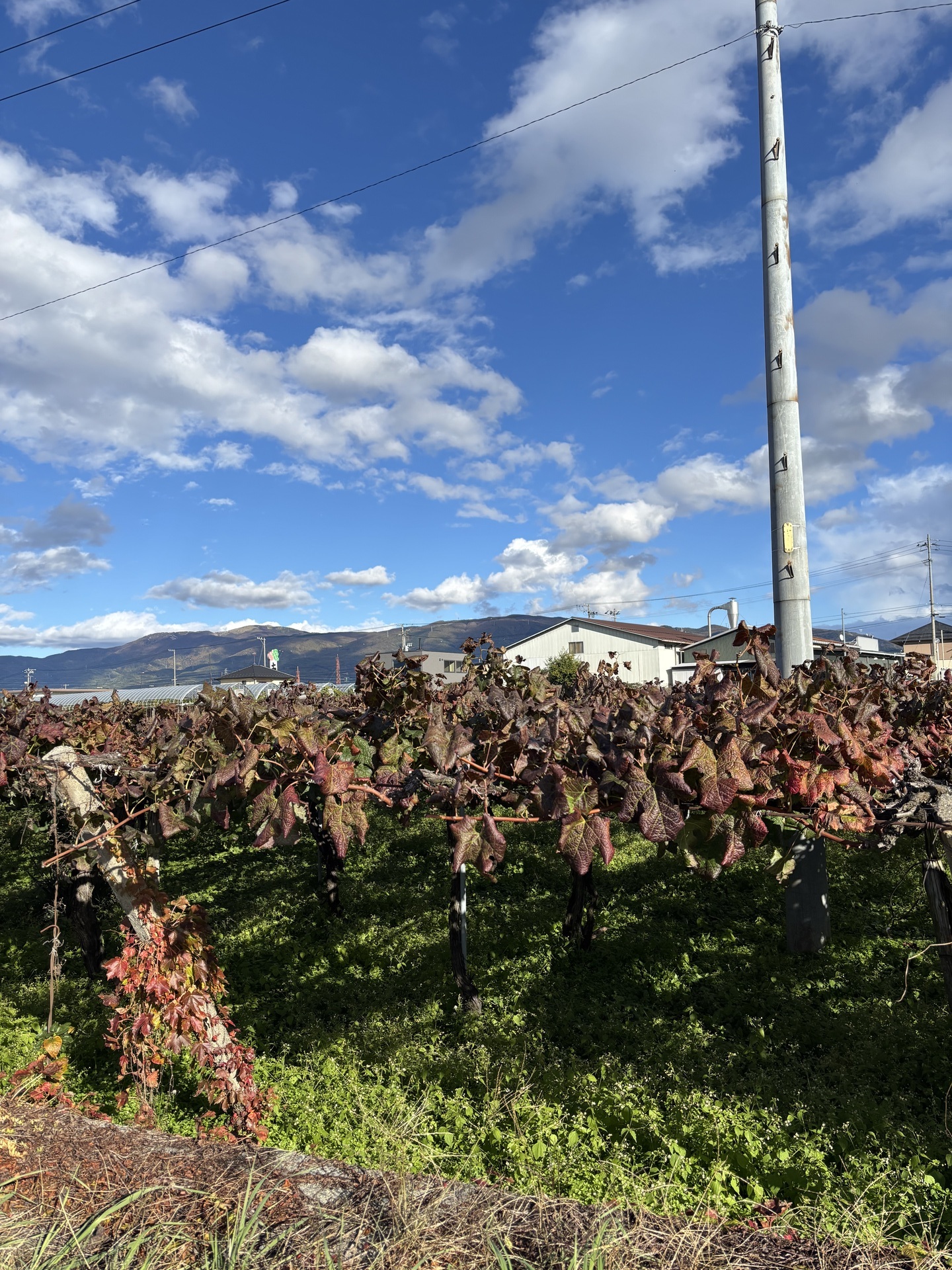 メルシャン桔梗が原ワイナリー訪問: カーヴミツクラ 店長日記